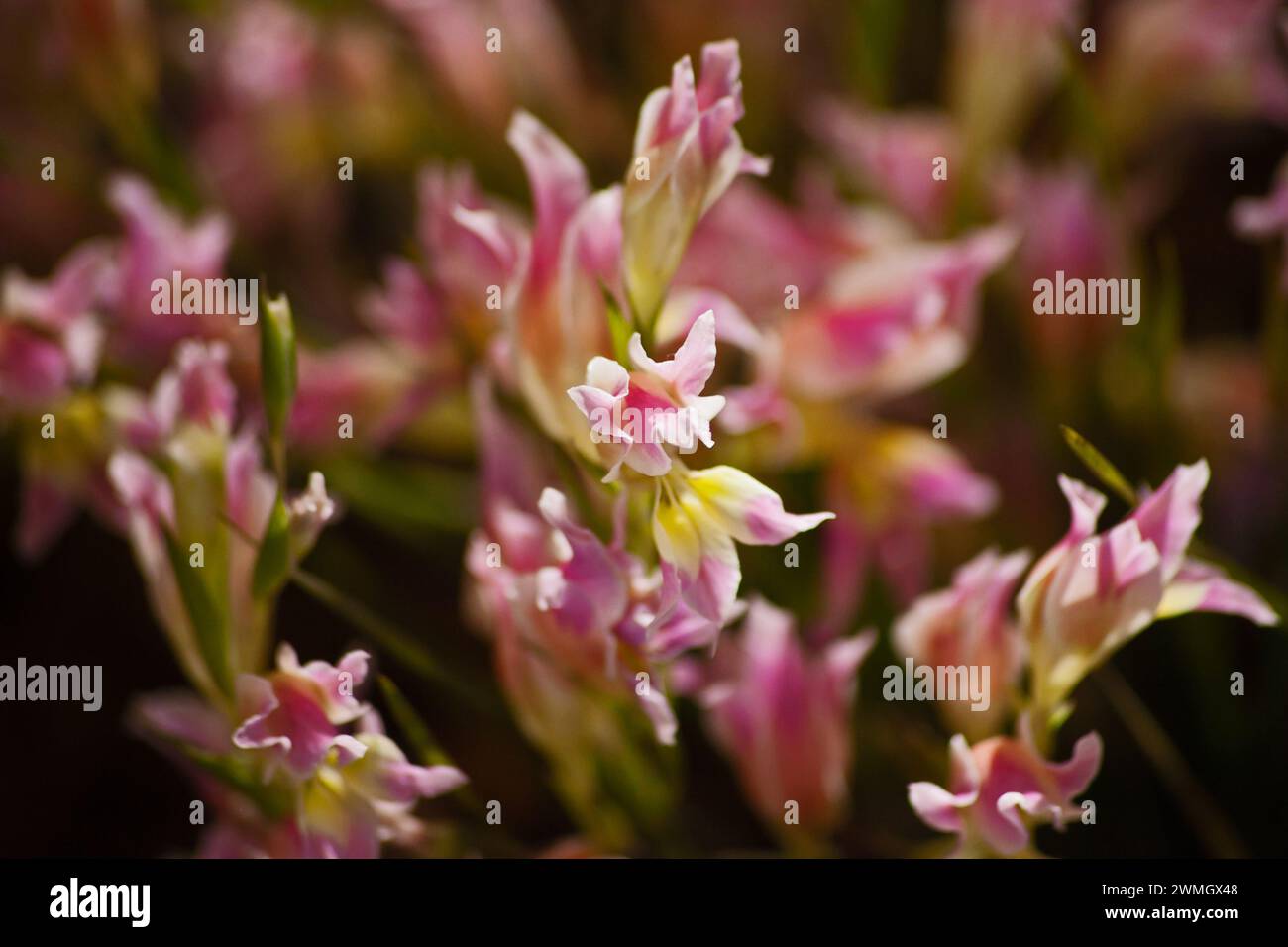 Field wild flowers western cape hi-res stock photography and images - Alamy