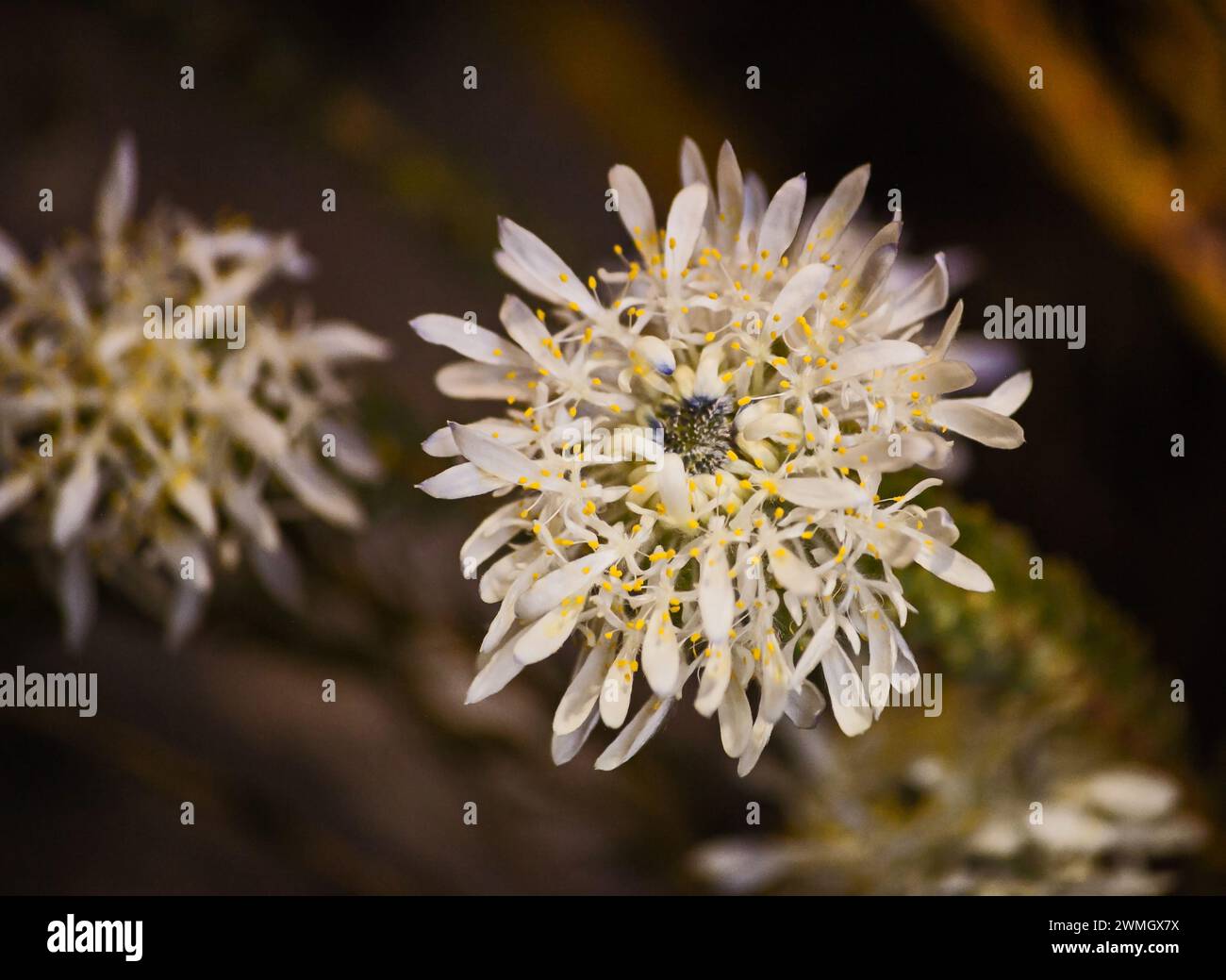 Field wild flowers western cape hi-res stock photography and images - Alamy