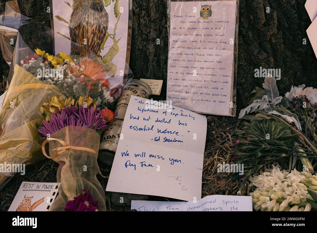 People visit a memorial for a local Eurasian owl named Flaco in Central ...