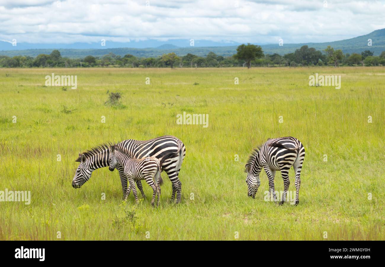 A zebra foal with its mother and another female zebra in Mikumi ...