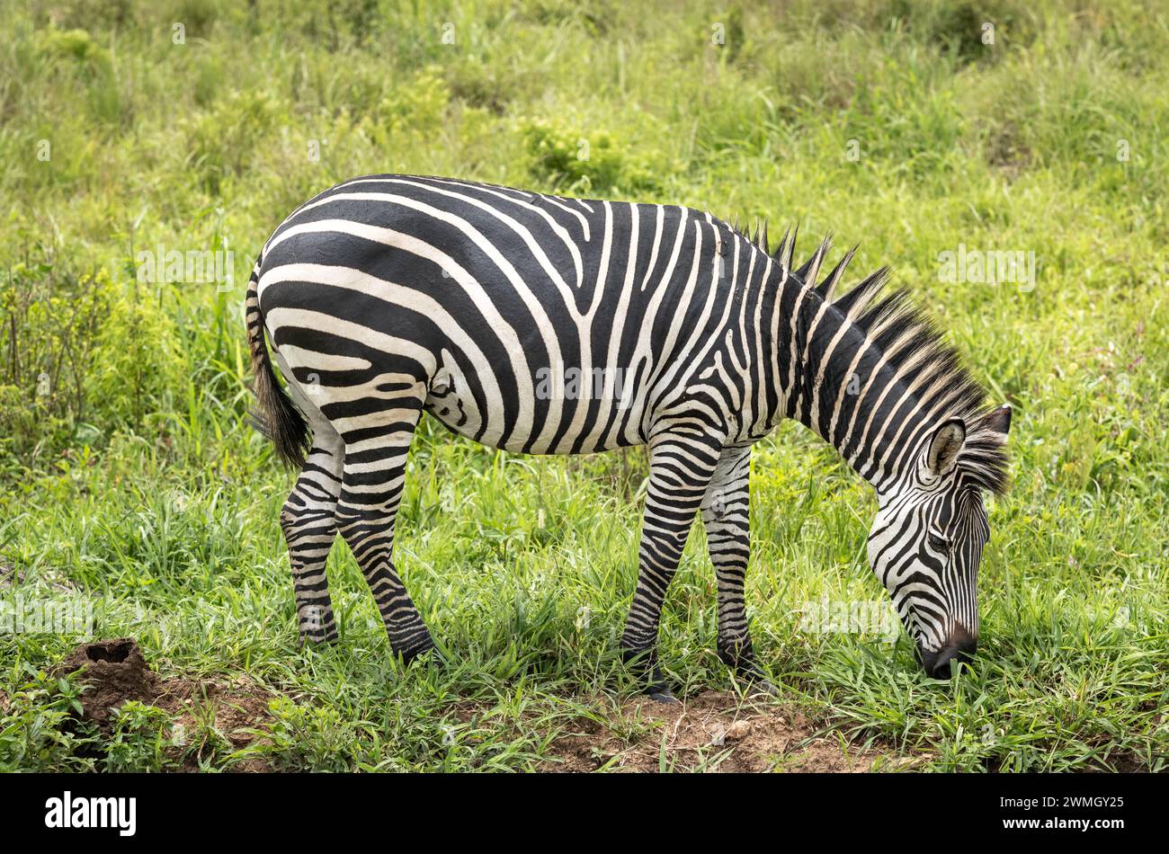 A zebra foal with its mother and another female zebra in Mikumi ...