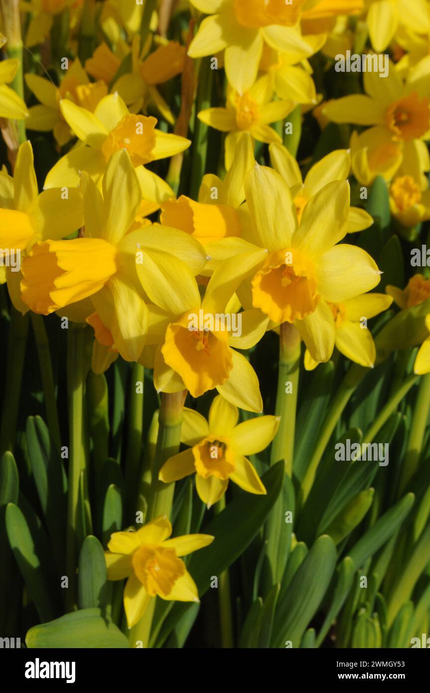 Copenhagen, Denmark /26 February 2024/.Easter lilies or daffodils ...