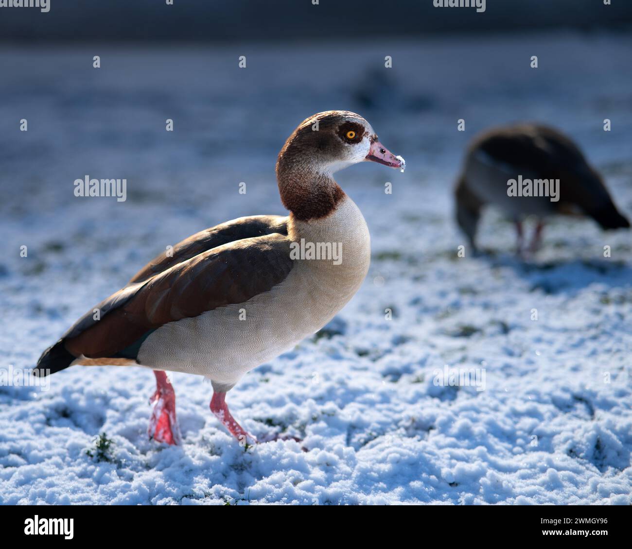 Snow ducks in the Nature, wallpaper like photography. Frozen ground and ...