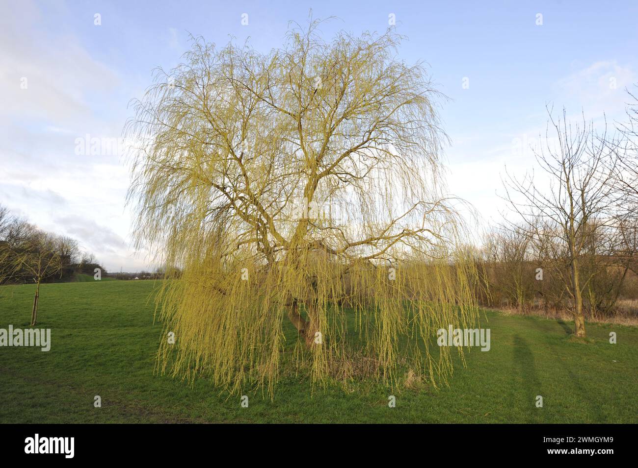 Willow Tree Lavenham Suffolk Stock Photo - Alamy