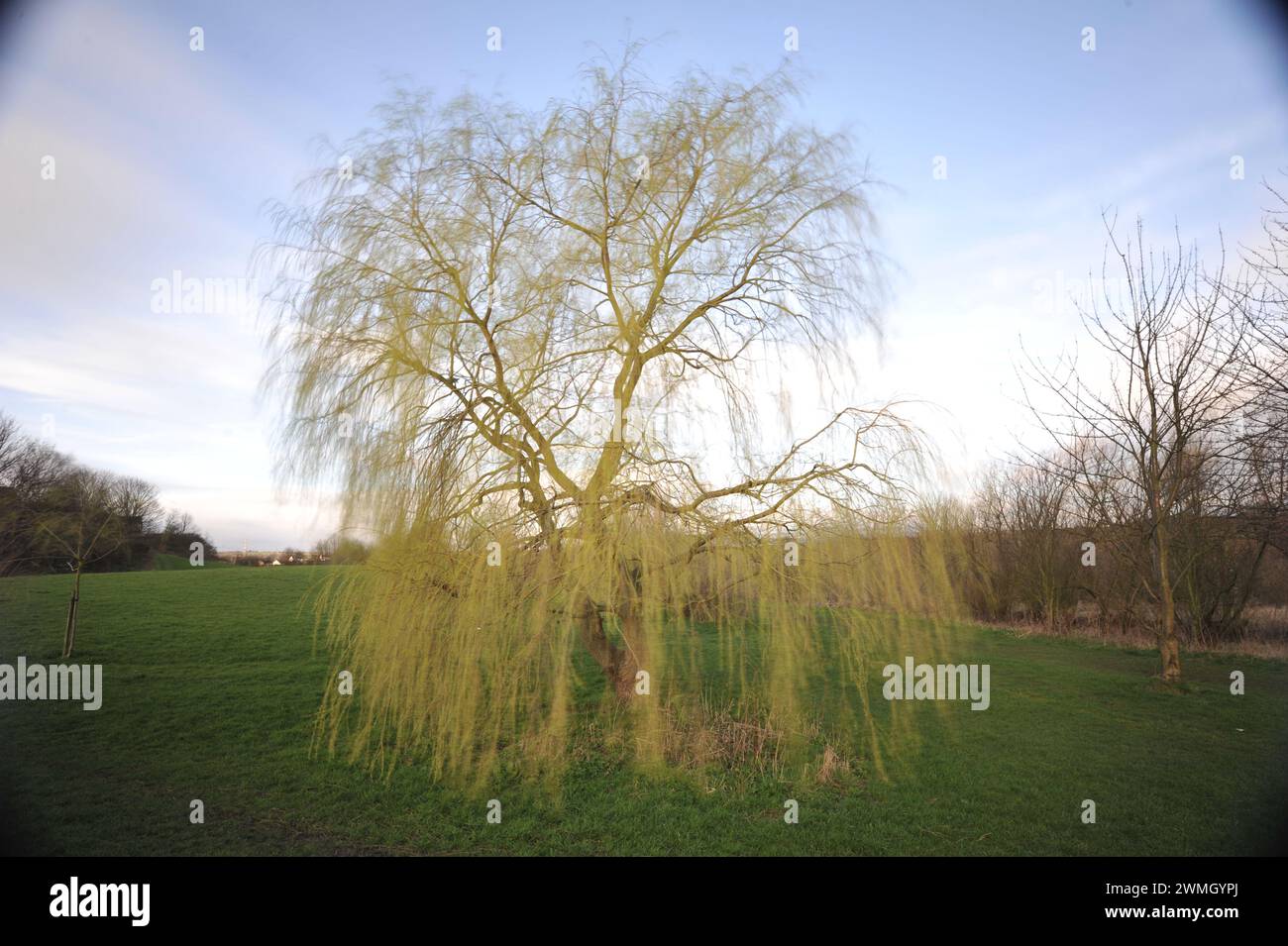 Willow Tree Lavenham Suffolk Stock Photo - Alamy