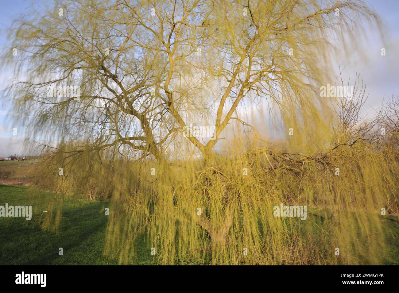 Willow Tree Lavenham Suffolk Stock Photo - Alamy