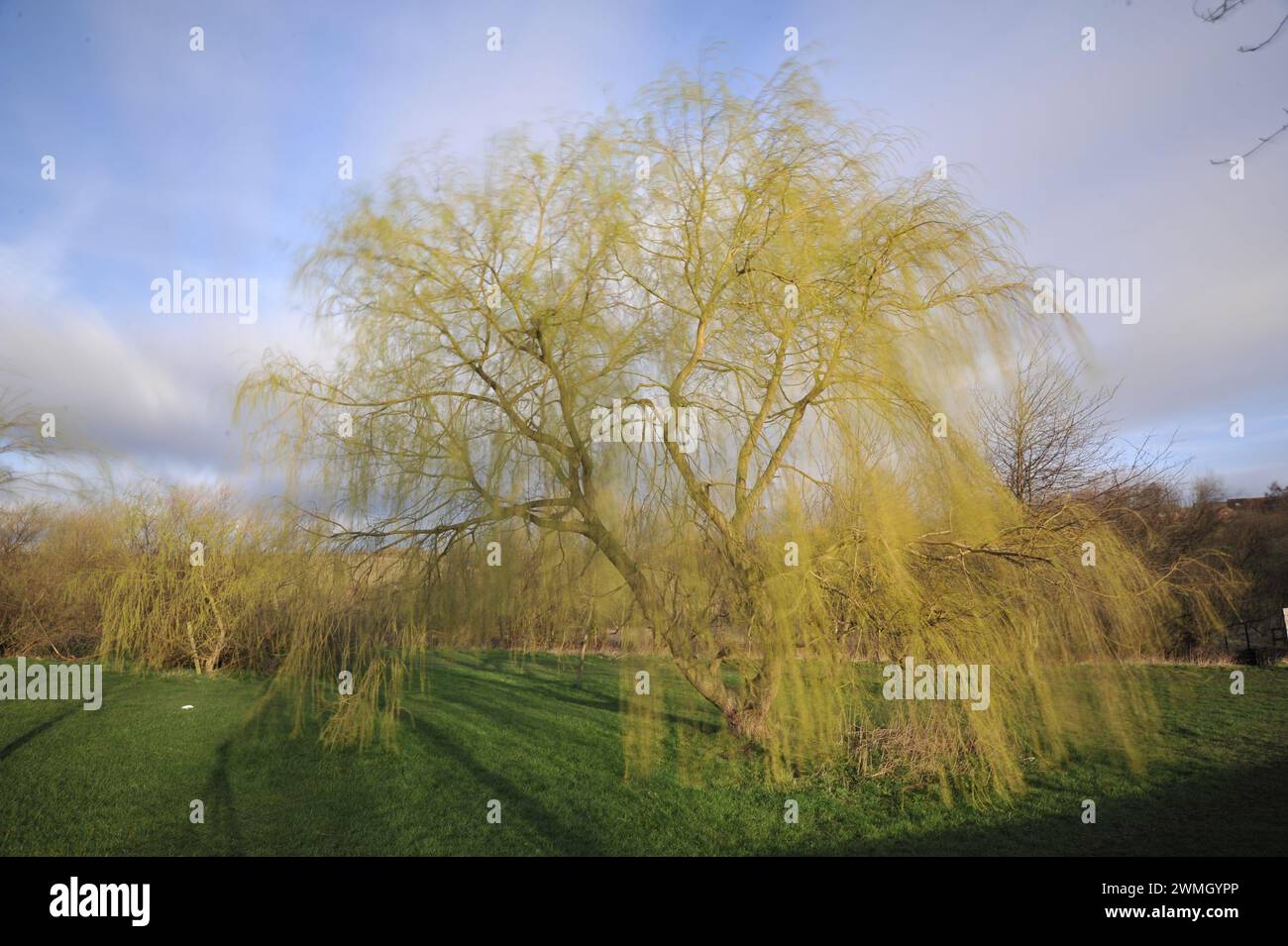 Willow Tree Lavenham Suffolk Stock Photo - Alamy