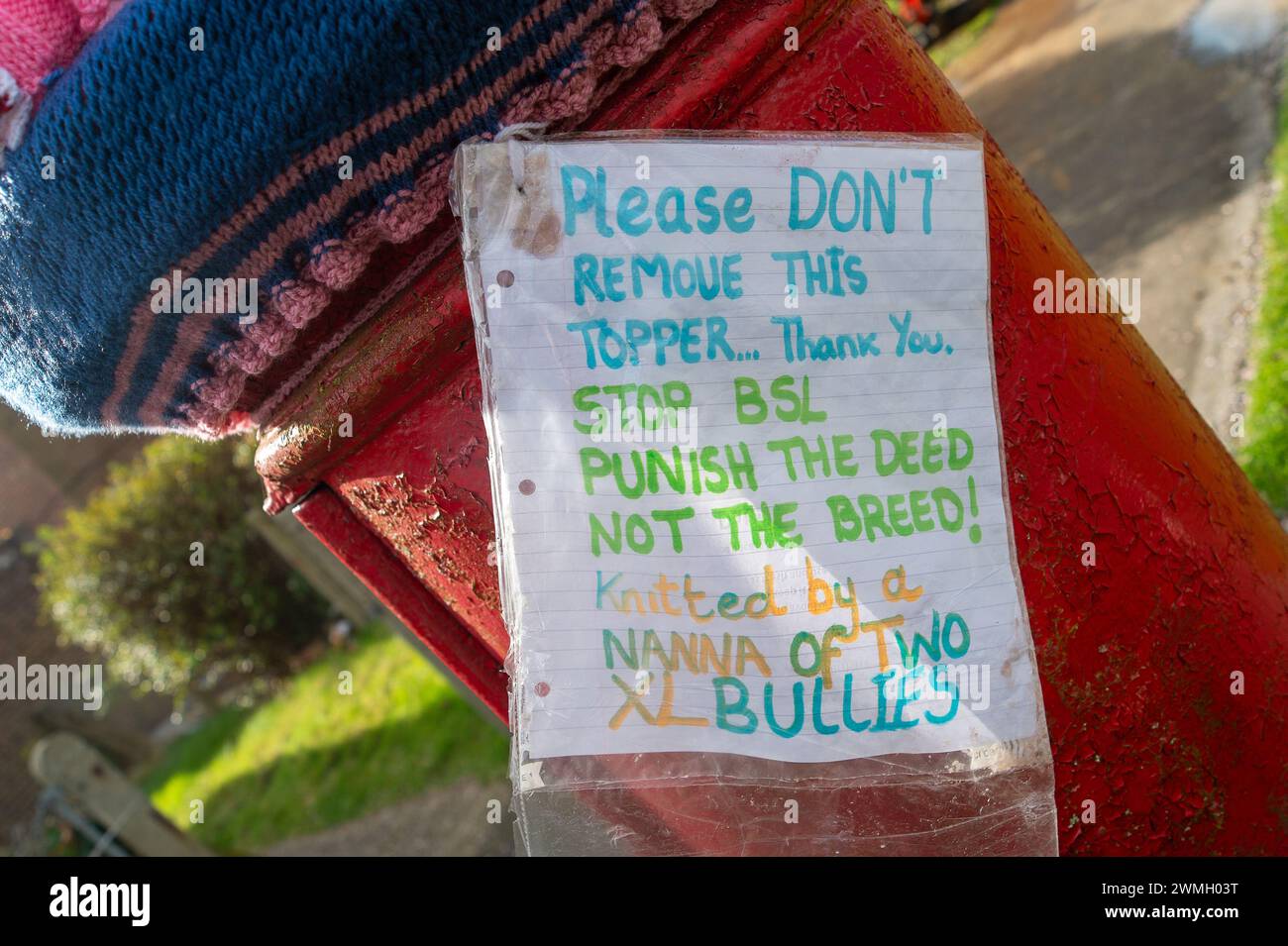 American bully xl dog hi-res stock photography and images - Alamy