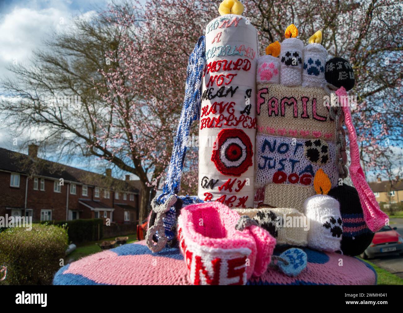 American bully xl dog hi-res stock photography and images - Alamy