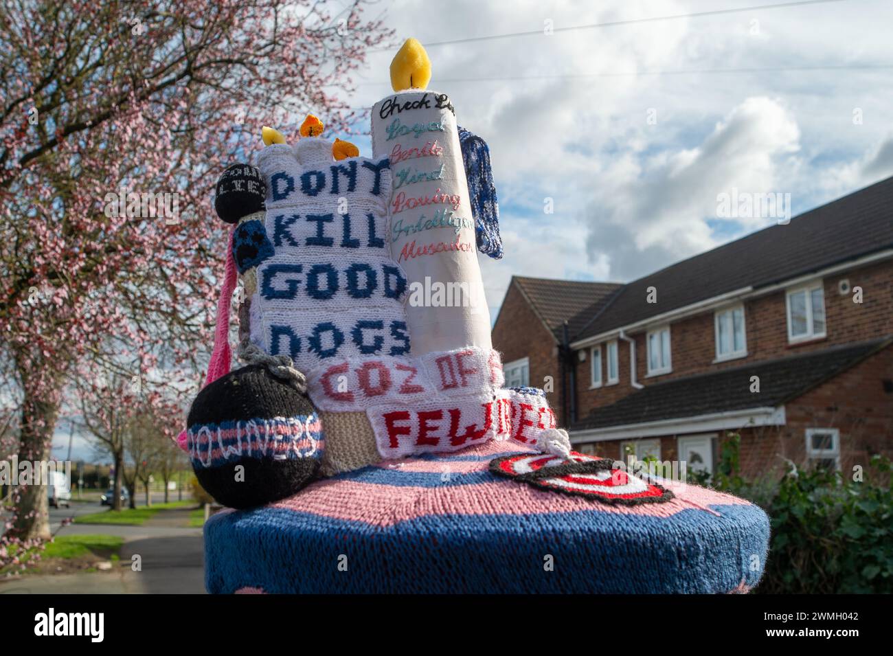 American bully xl dog hi-res stock photography and images - Alamy