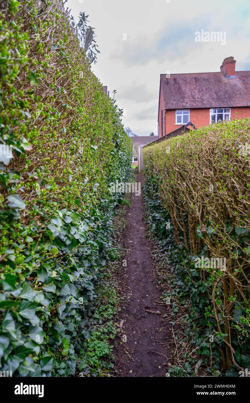 Narrow path between two houses with a high hedge to the left hand side ...