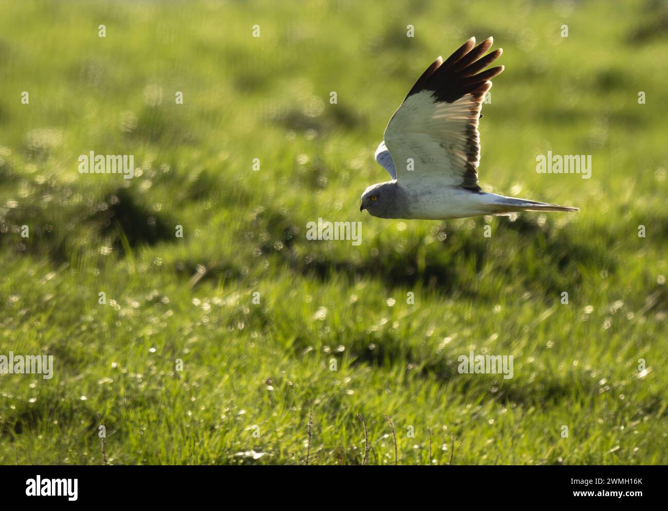 Backlit Male Hen Harrier (Circus cyaneus) flying very low over Norfolk ...