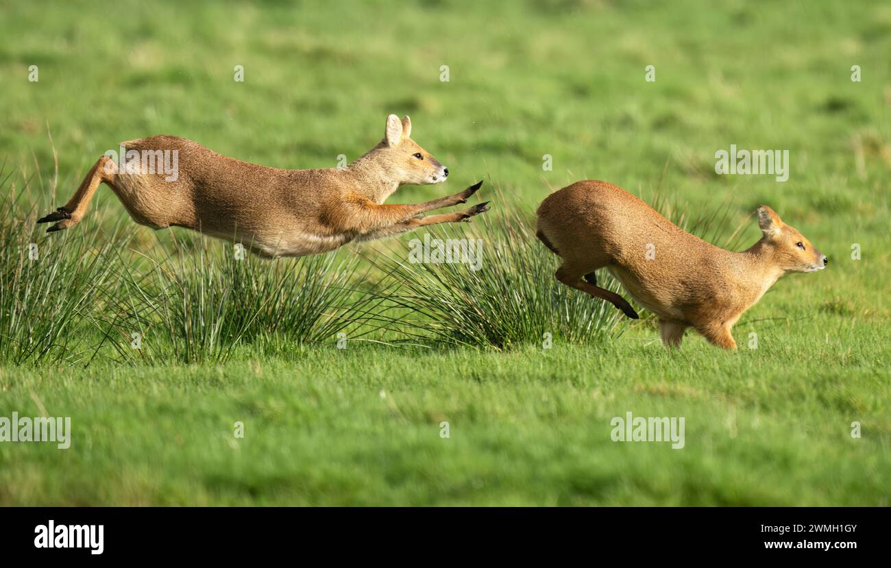Hydropotes inermis pair hi-res stock photography and images - Alamy
