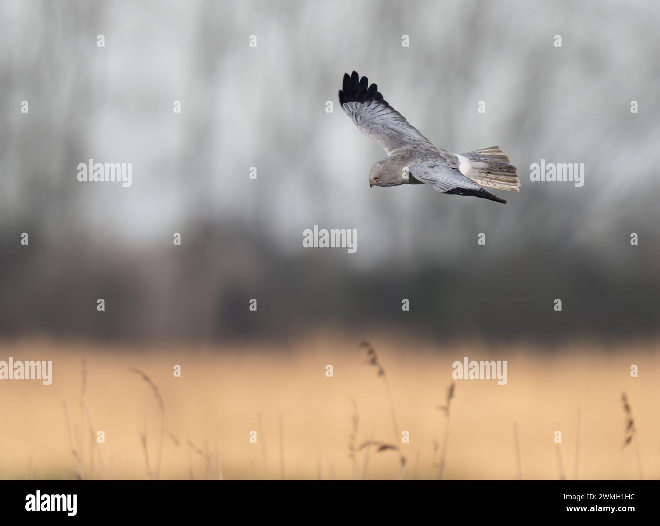Male hen harrier hi-res stock photography and images - Alamy