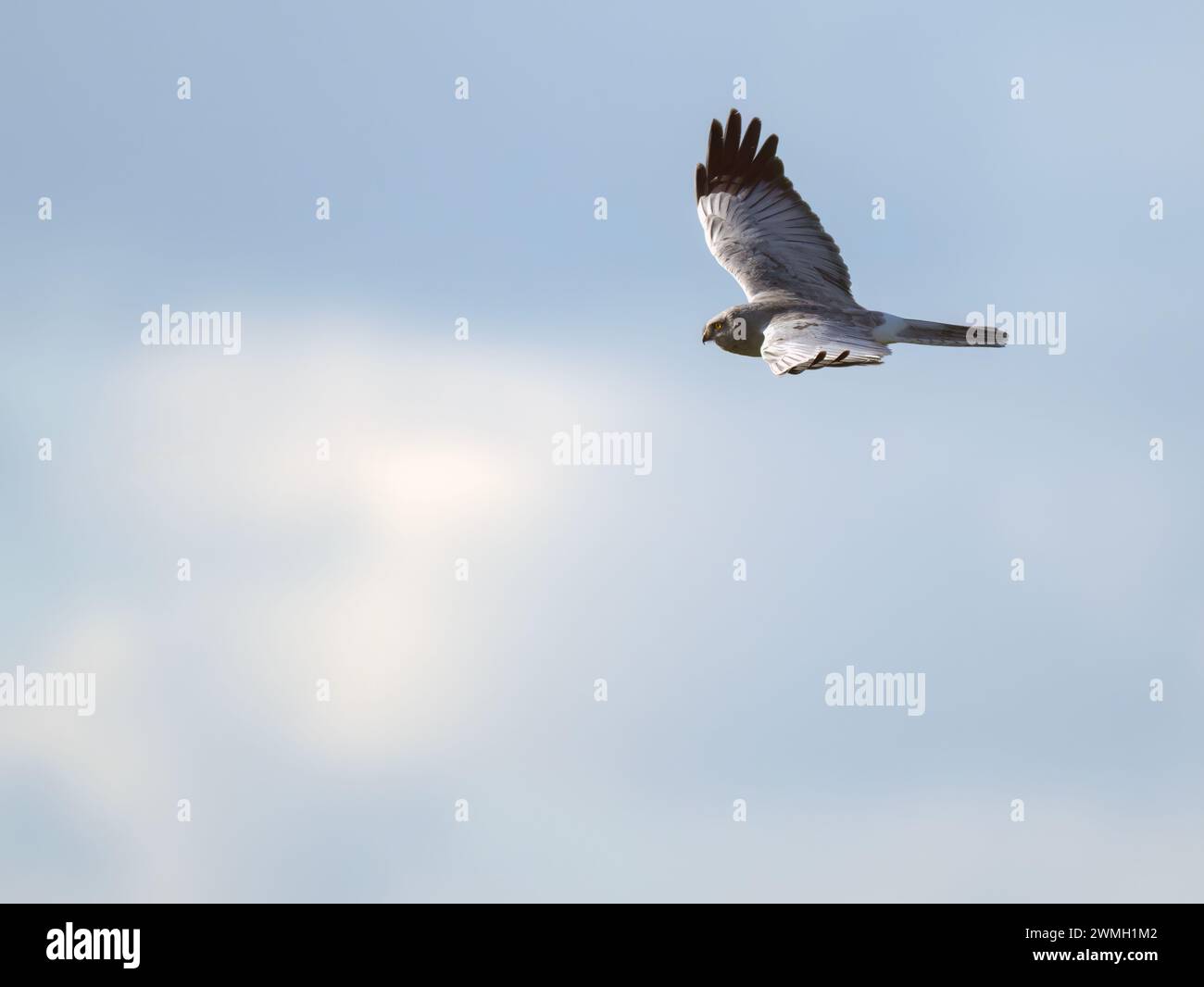 Adult Male Hen Harrier (Circus cyaneus) flying against a blue sky ...