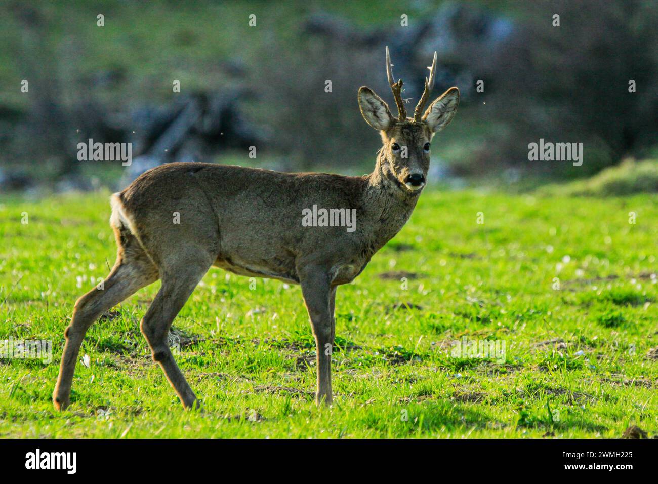 Roe deer male (Capreolus capreolus) on a pasture of jura mountain in ...
