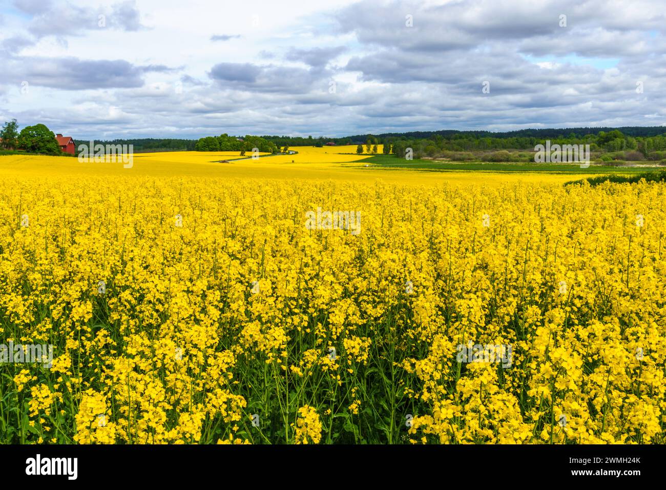 Canola field sweden hi-res stock photography and images - Alamy