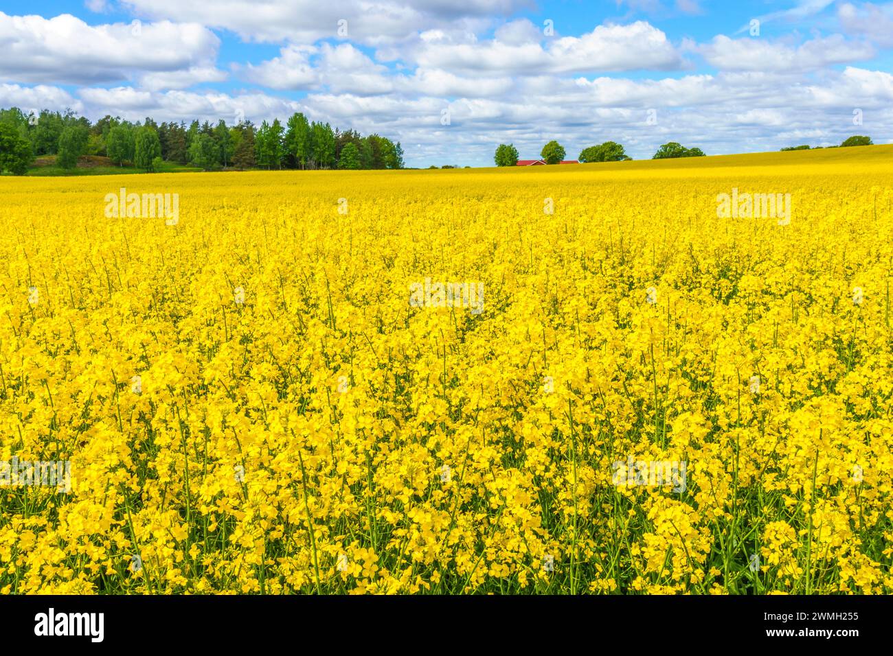 Canola field sweden hi-res stock photography and images - Alamy