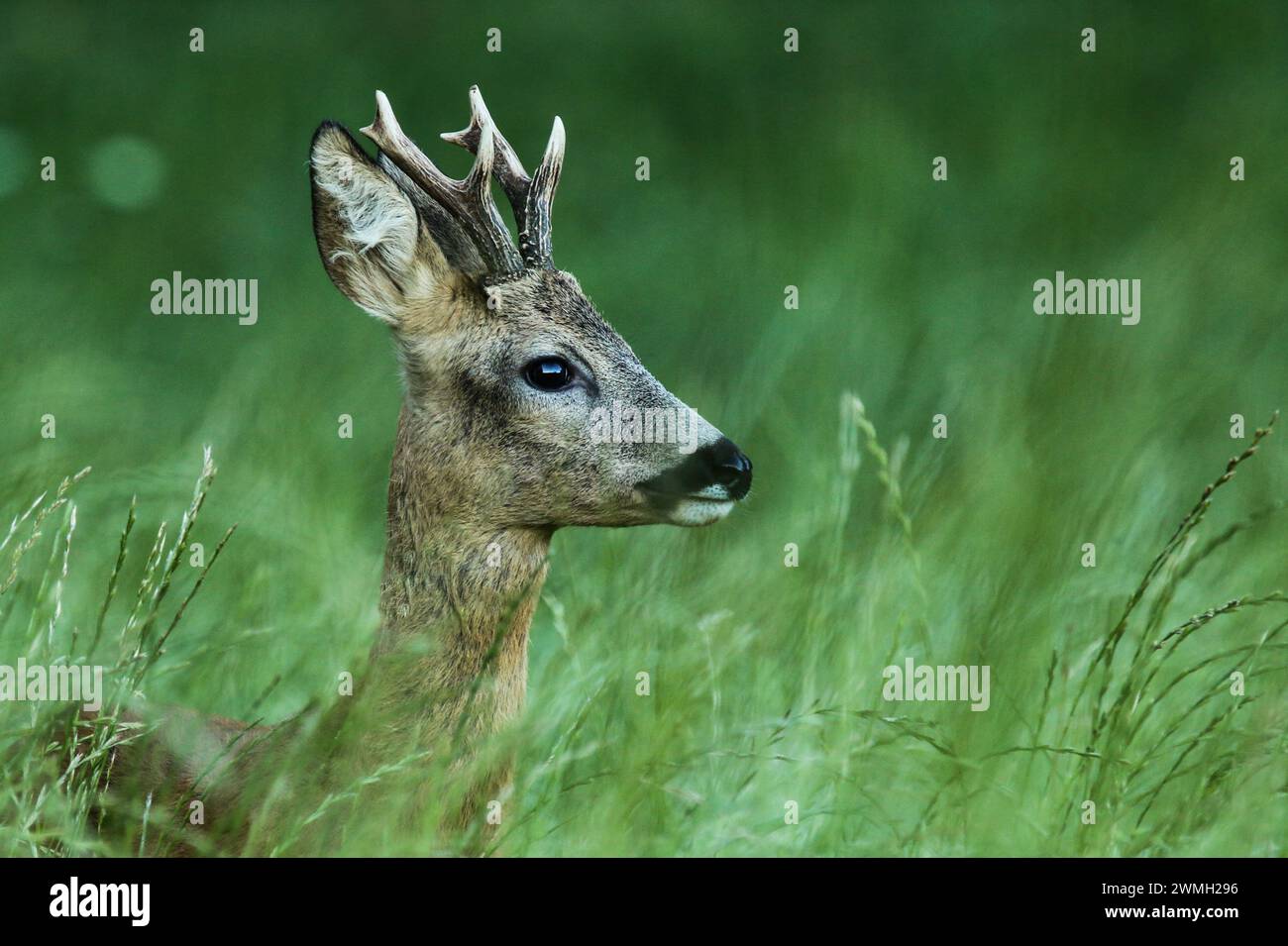Roe deer male portrait in a meadow in Switzerland Stock Photo - Alamy