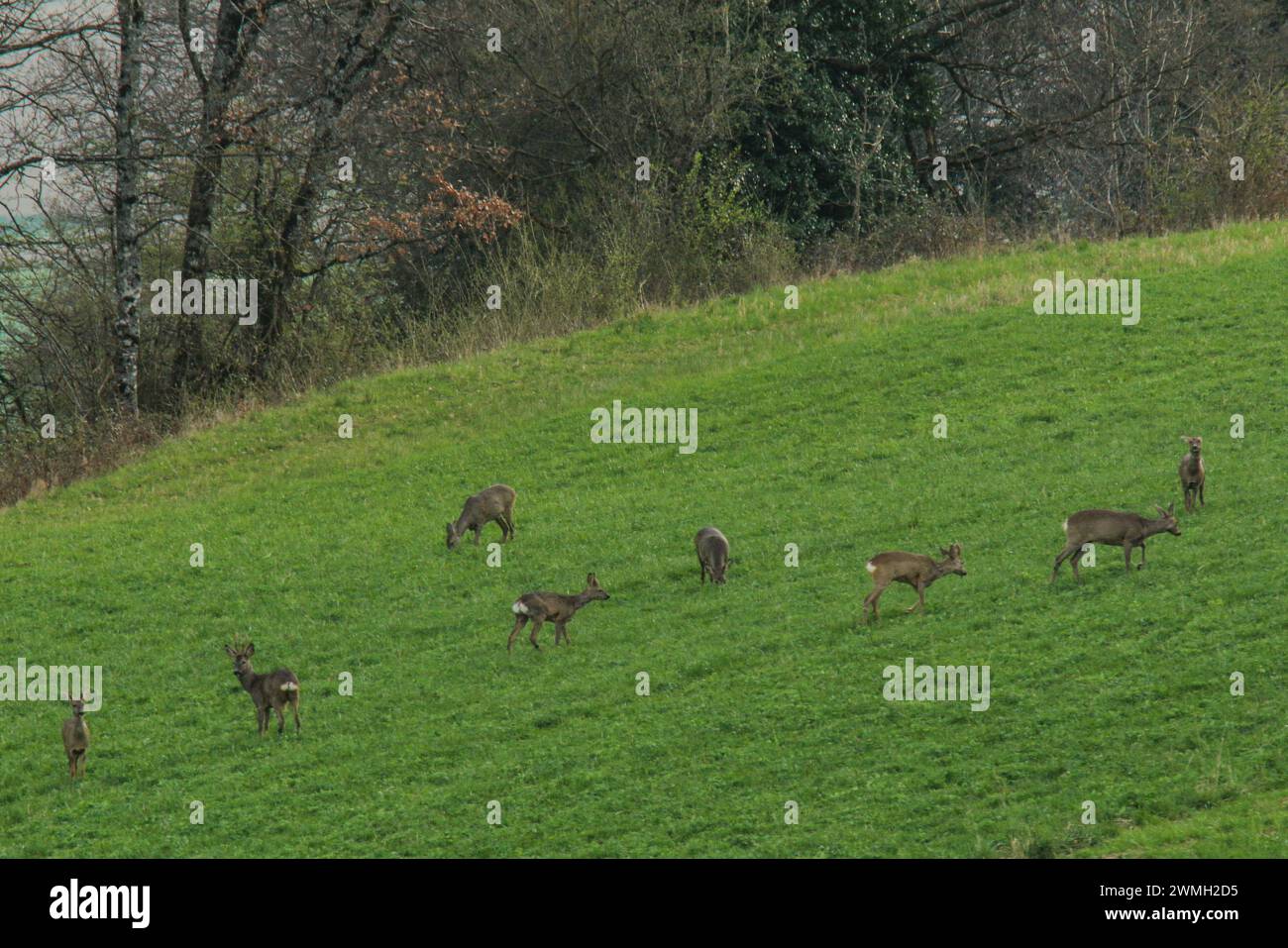 Roe deer herd on a meadow in Switzerland (Capreolus capreoéus Stock ...