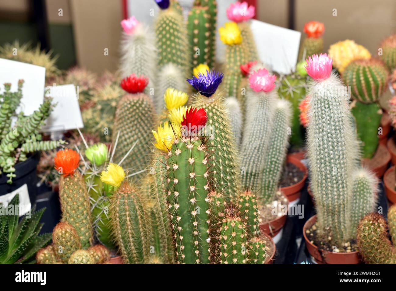 Cacti and succulents in pots hi-res stock photography and images - Alamy