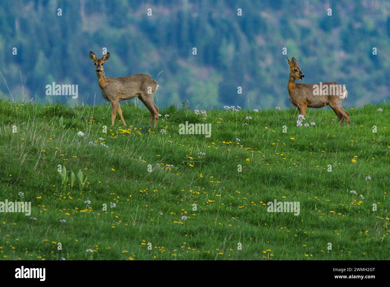 Two roe deer females on a flowery meadow in spring in swiss jura ...
