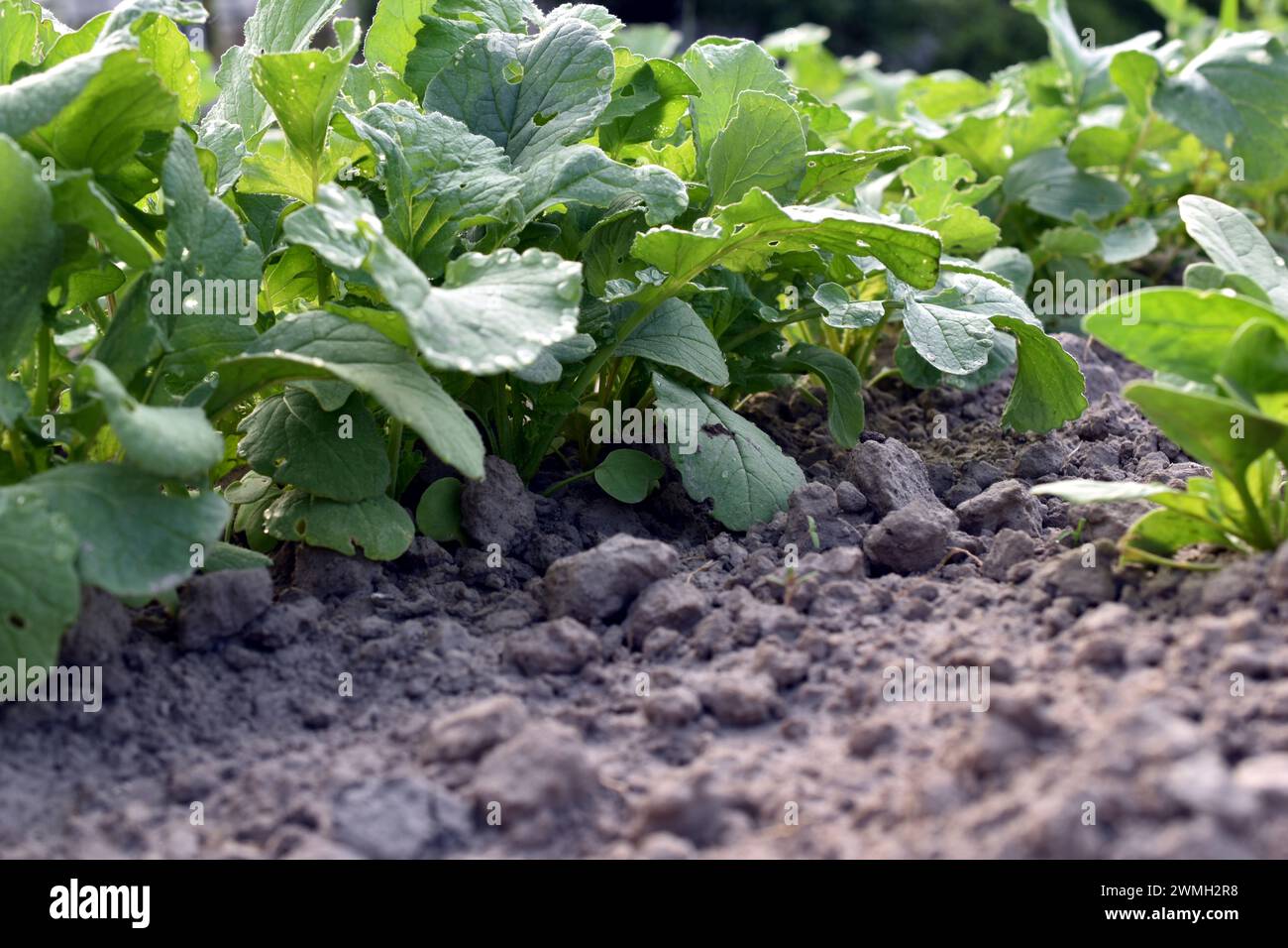 Radish young grows hi-res stock photography and images - Alamy