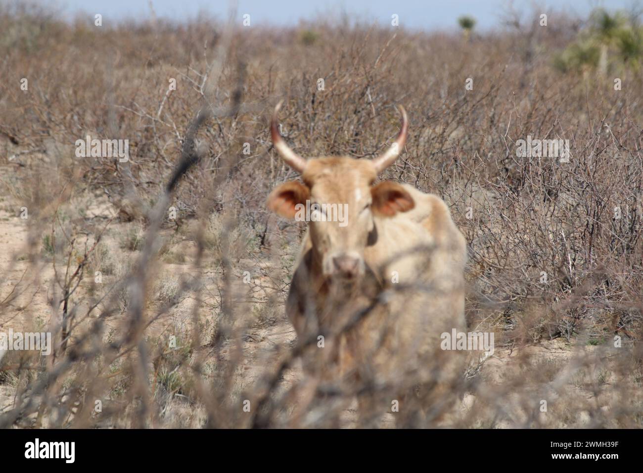 Gazing cow hi-res stock photography and images - Alamy