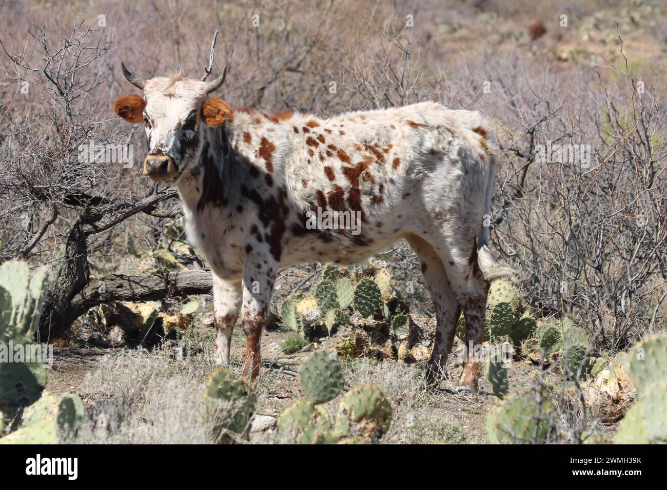 A Spotted desert cow standing near bushes in the wilderness Stock Photo ...