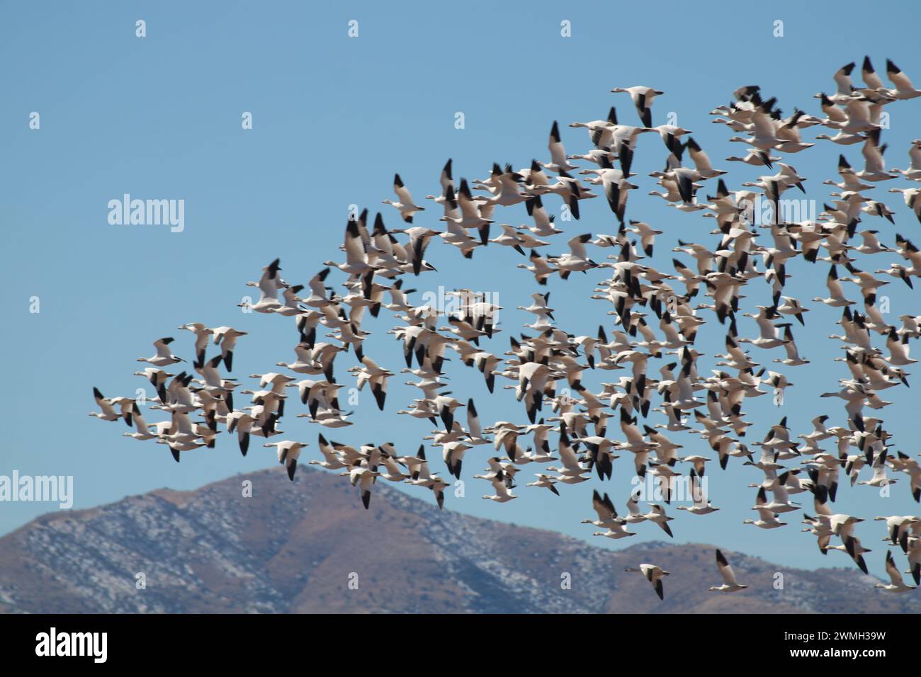 A vast flock of Snow geese soaring above mountain peaks Stock Photo - Alamy