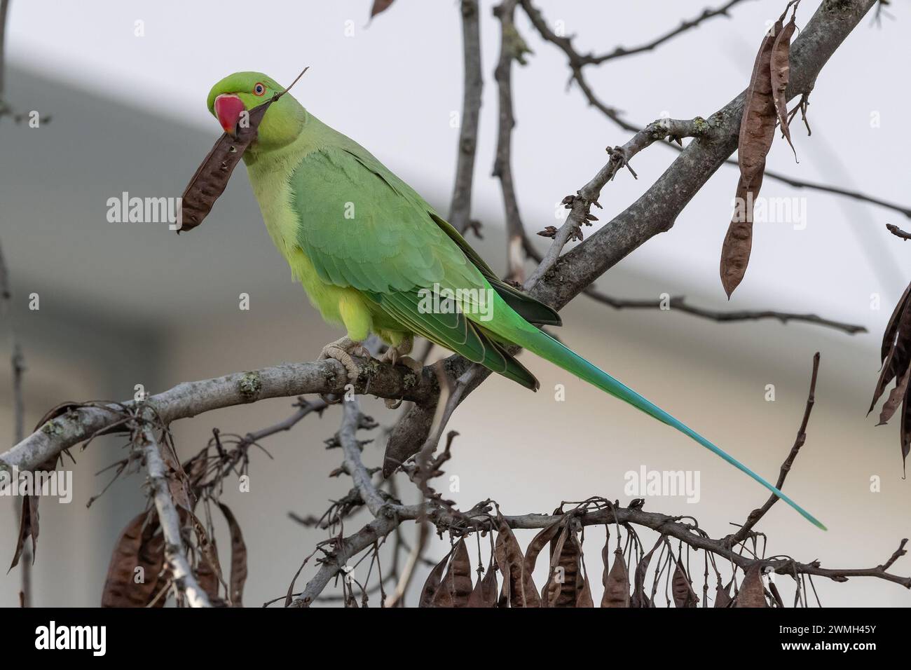 Kramer parrot hi-res stock photography and images - Alamy