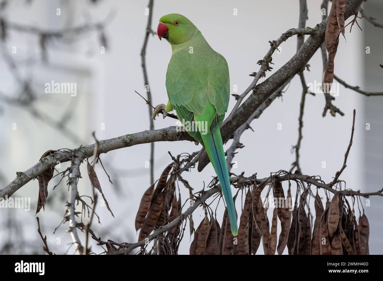 Kramer parrot hi-res stock photography and images - Alamy