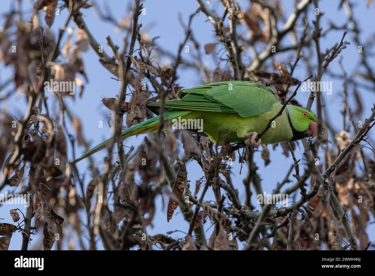 Kramer parrot hi-res stock photography and images - Alamy
