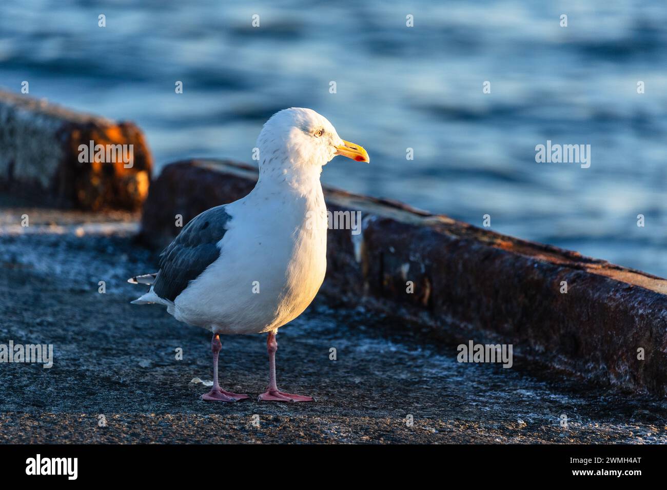 Luz de gel hi-res stock photography and images - Alamy