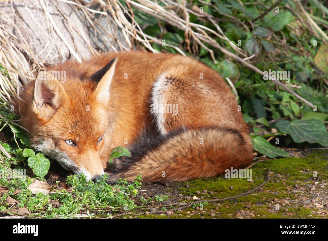 UK Weather 26 February 2024, London: After strong winds overnight a red ...