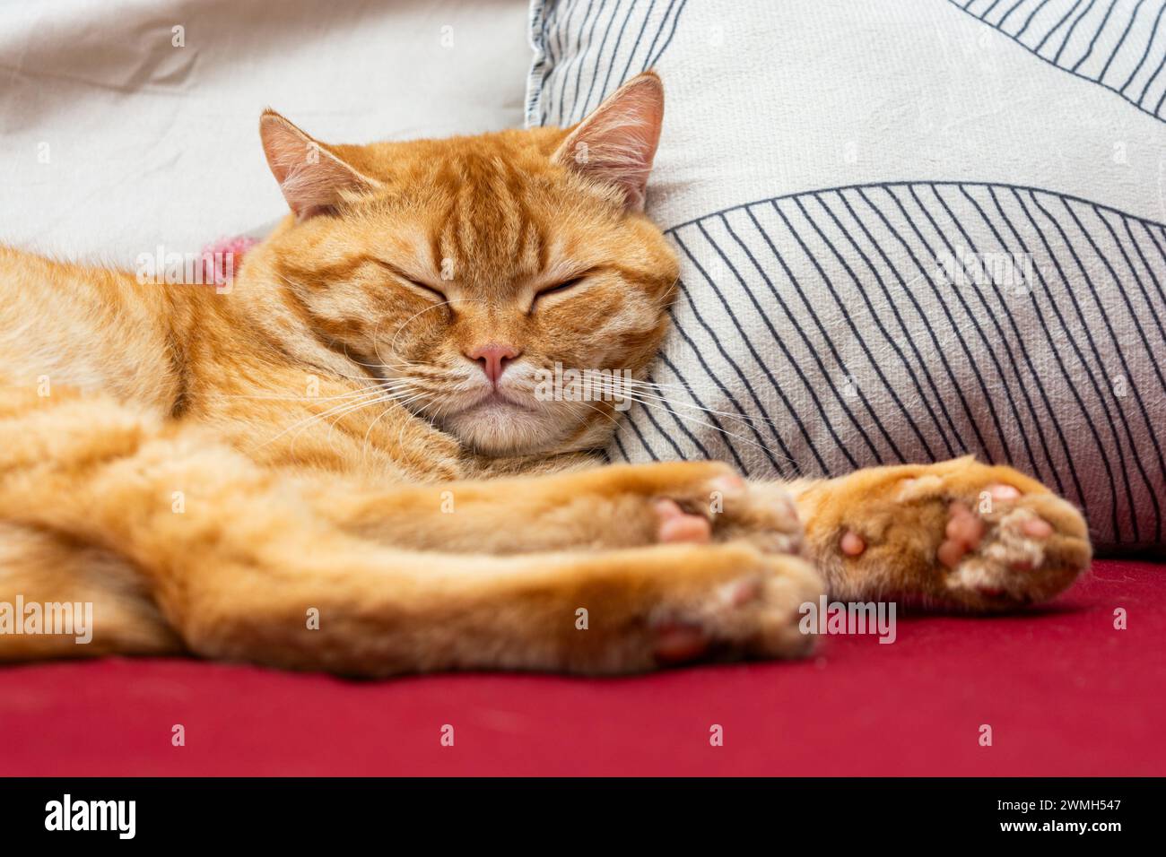 Tabby cat napping hi-res stock photography and images - Alamy