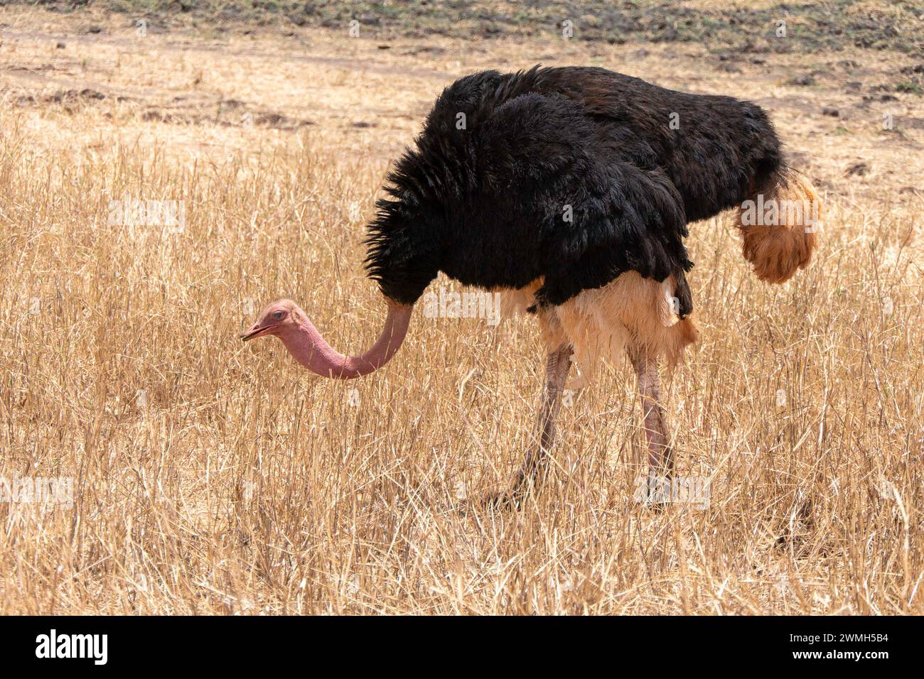 Tarangire, Tanzania, October 24, 2023. Masai Red necked Ostrich in the ...