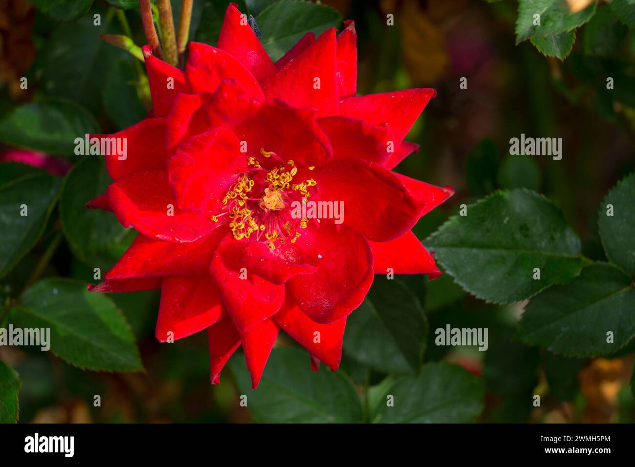 Merrimac rose, Heirloom Roses, St Paul, Oregon Stock Photo - Alamy