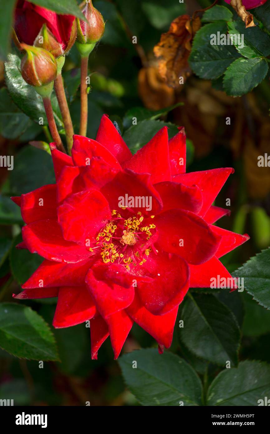 Merrimac rose hi-res stock photography and images - Alamy