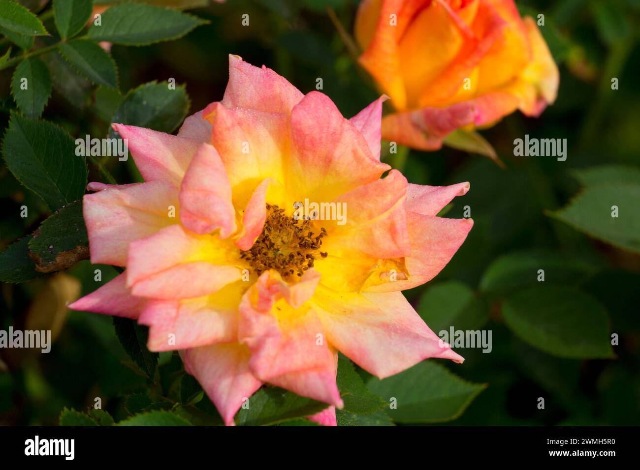 Amber Star rose, Heirloom Roses, St Paul, Oregon Stock Photo - Alamy