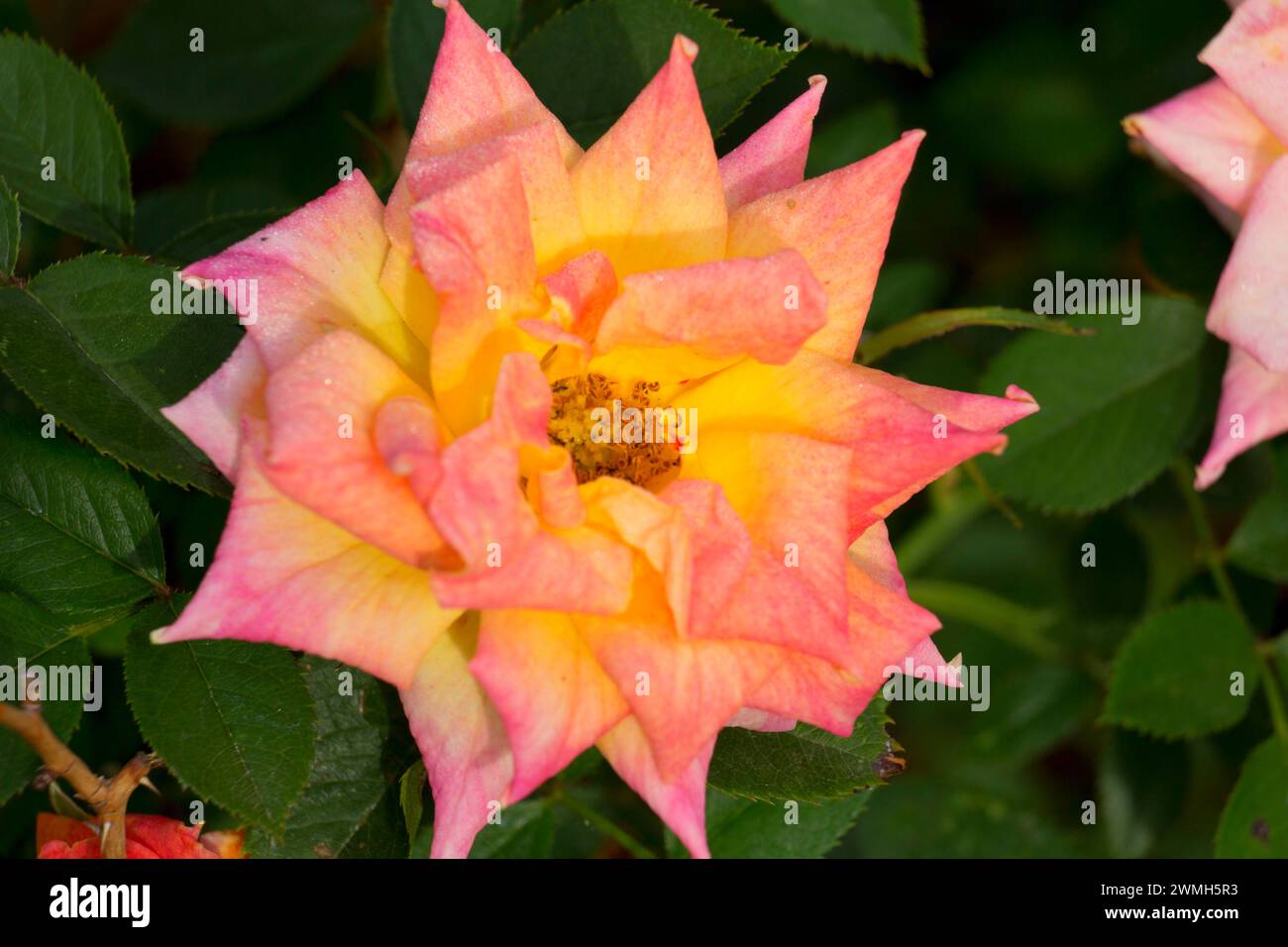 Amber Star rose, Heirloom Roses, St Paul, Oregon Stock Photo - Alamy
