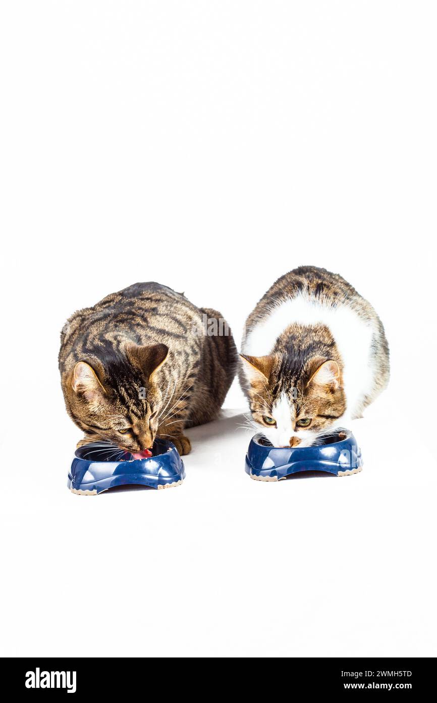 Two tabby hungry cat hi-res stock photography and images - Alamy