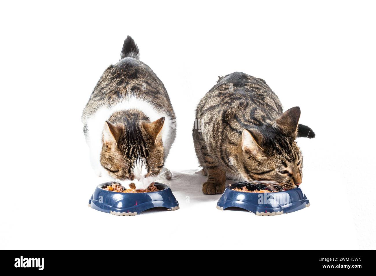 two hungry cats have their meal Stock Photo - Alamy