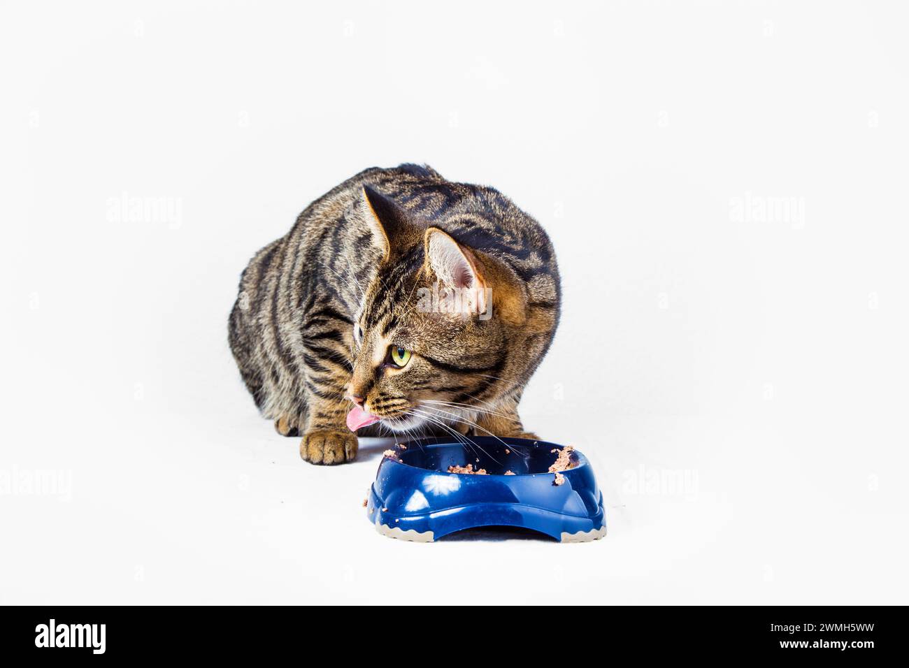 cute hungry cat eating from the food bowl Stock Photo - Alamy