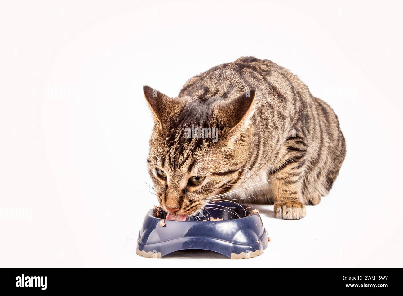 cute hungry cat eating from the food bowl Stock Photo - Alamy