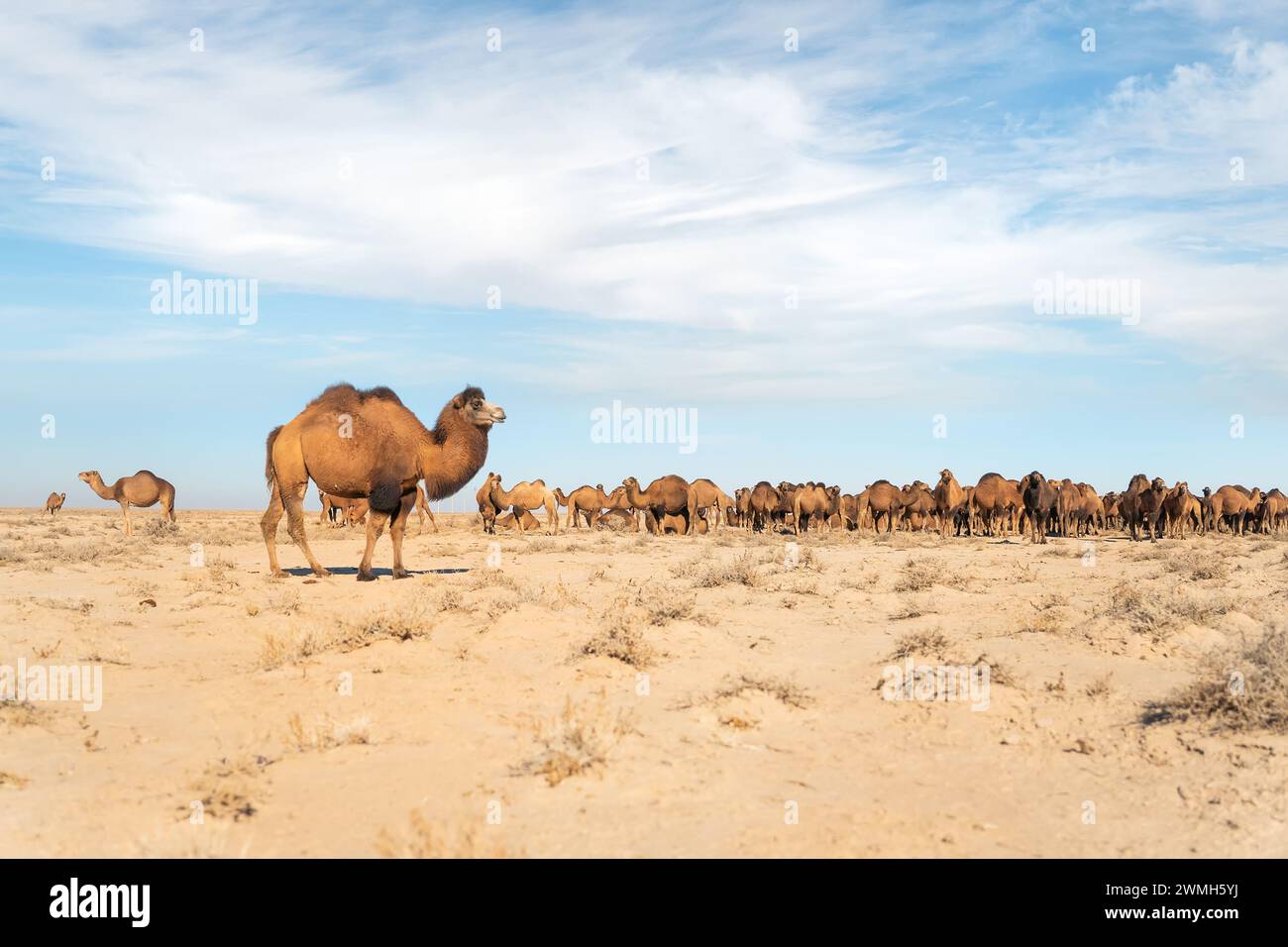 The Bactrian camel, also known as Mongolian camel, is a large even-toed ...