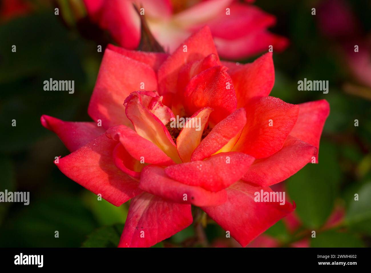 Ronald McDonald rose, Heirloom Roses, St Paul, Oregon Stock Photo - Alamy