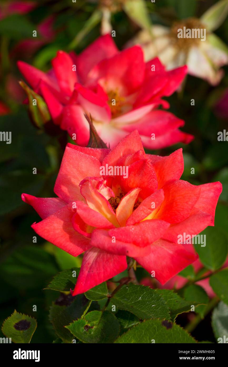 Ronald McDonald rose, Heirloom Roses, St Paul, Oregon Stock Photo - Alamy
