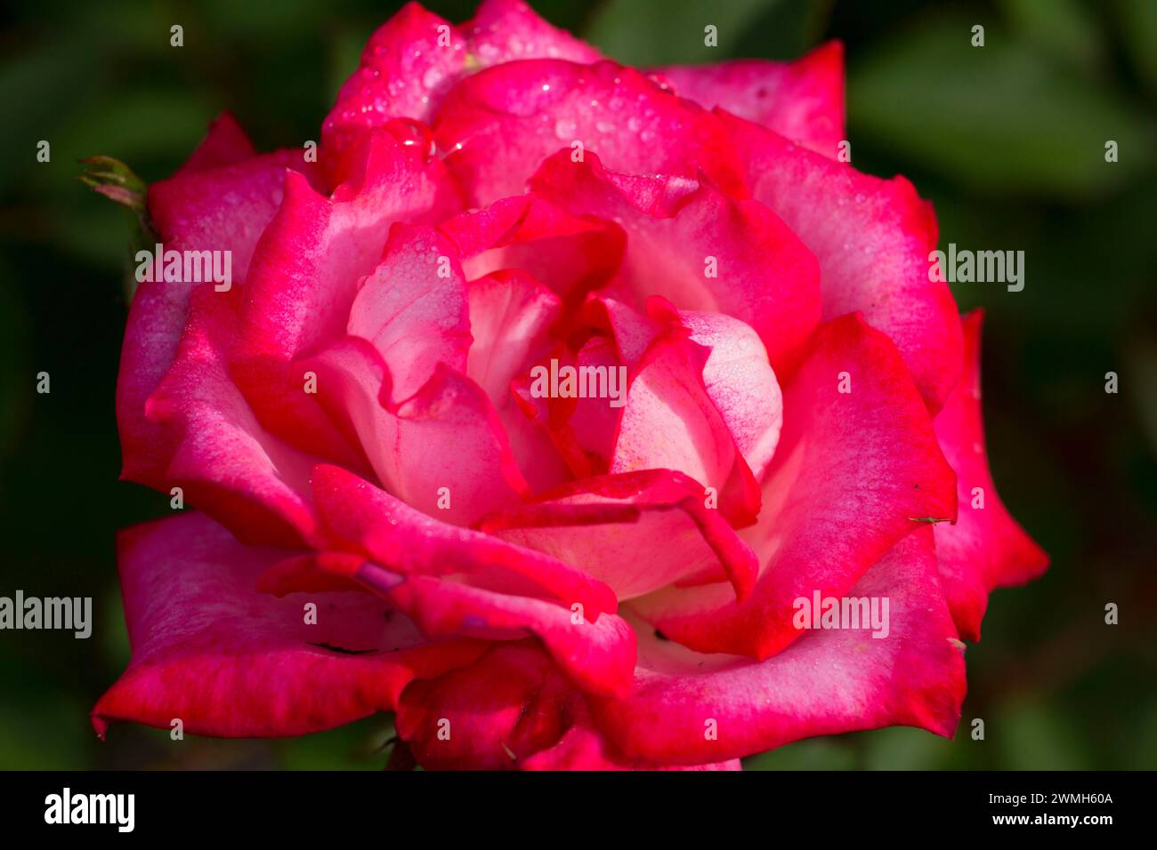 Sweet Caroline rose, Heirloom Roses, St Paul, Oregon Stock Photo - Alamy