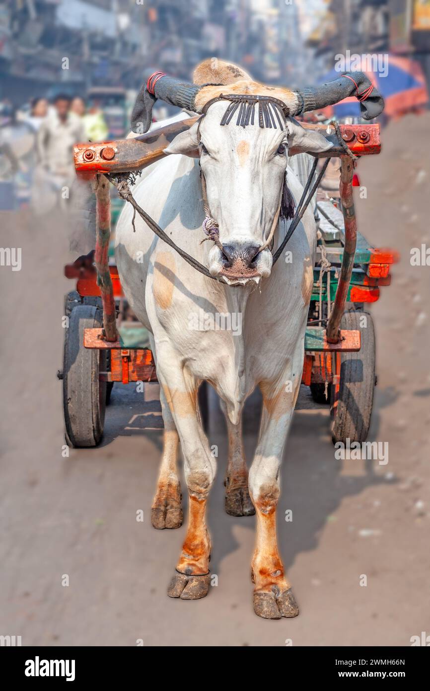 The ox chart is a common cargo transportation in the narrow streets of ...